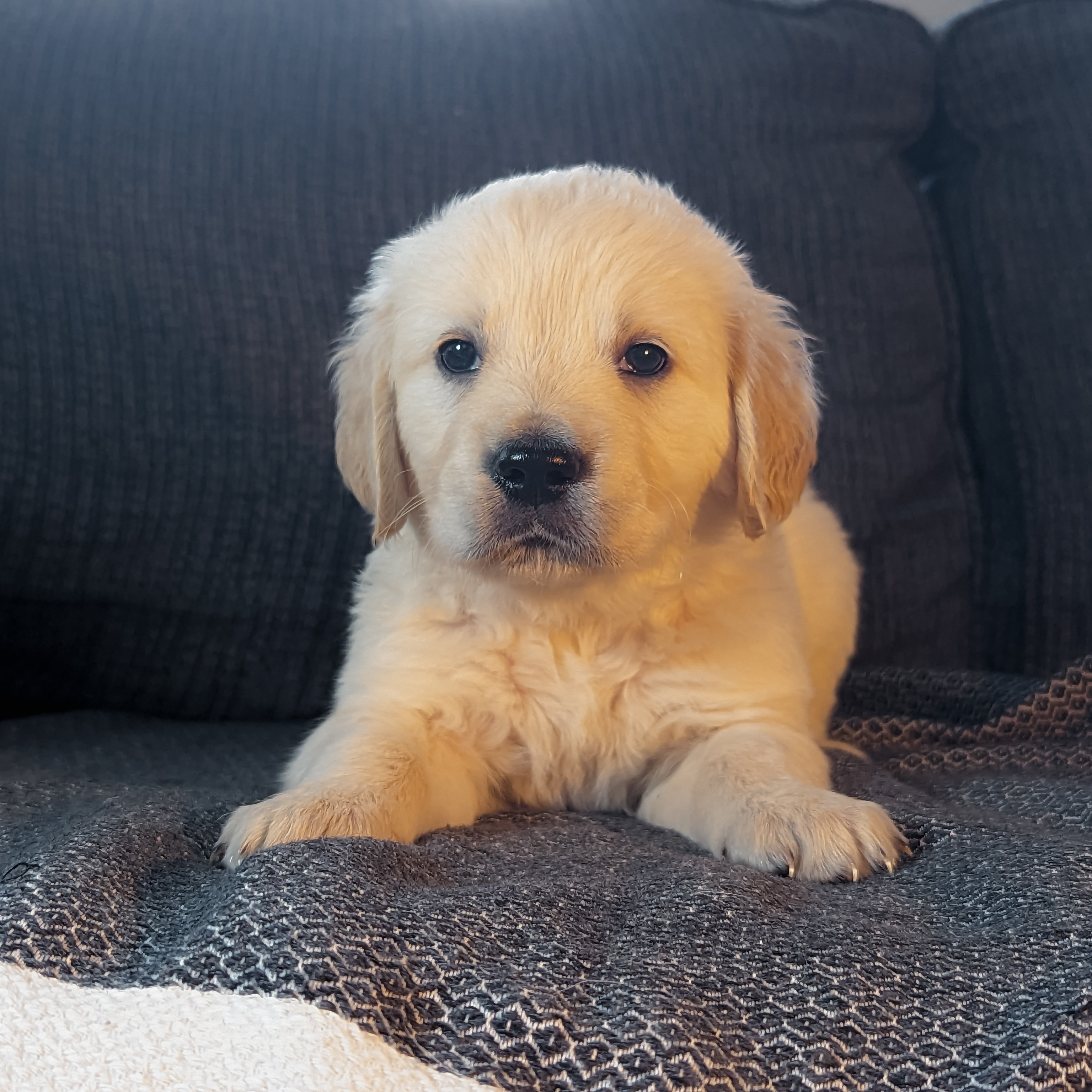 Available Puppies – Roots and Rocks Homestead